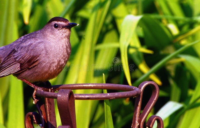 Gray Catbird stock photo. Image of colored, northern, carolinensis ...
