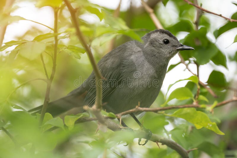 A Gray Catbird Bird Perched on a Tree Branch in Summer Florida Shrubs ...