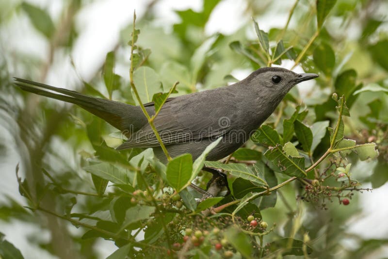 A Gray Catbird Bird Perched on a Tree Branch in Summer Florida Shrubs ...