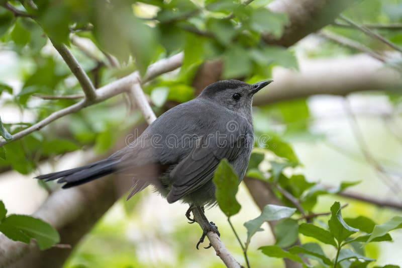 A Gray Catbird Bird Perched on a Tree Branch in Summer Florida Shrubs ...