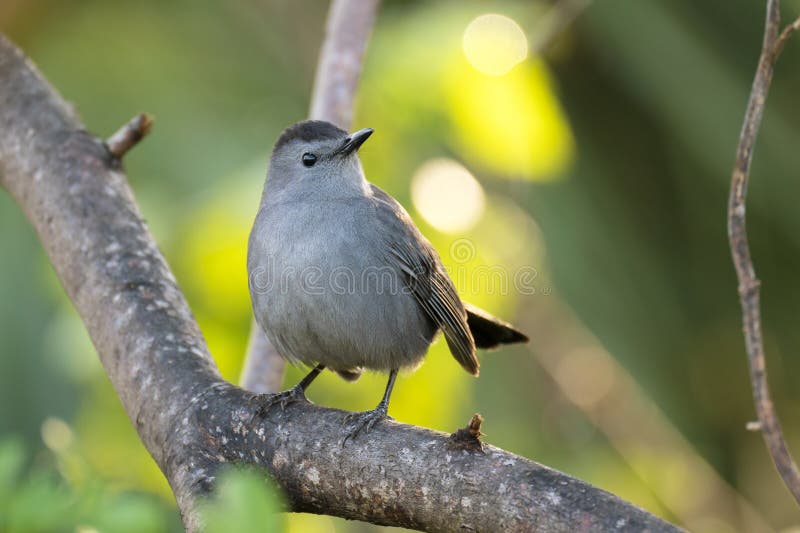 A Gray Catbird Bird Perched on a Tree Branch in Summer Florida Shrubs ...