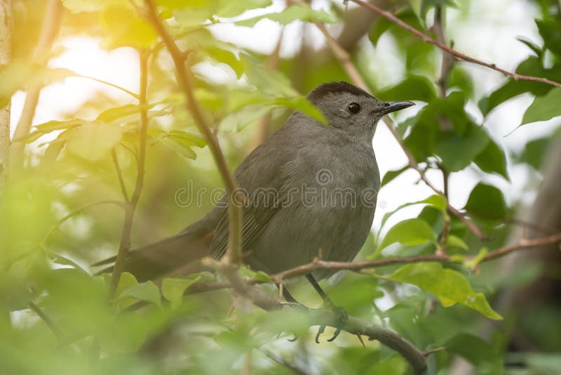 A Gray Catbird Bird Perched on a Tree Branch in Summer Florida Shrubs ...