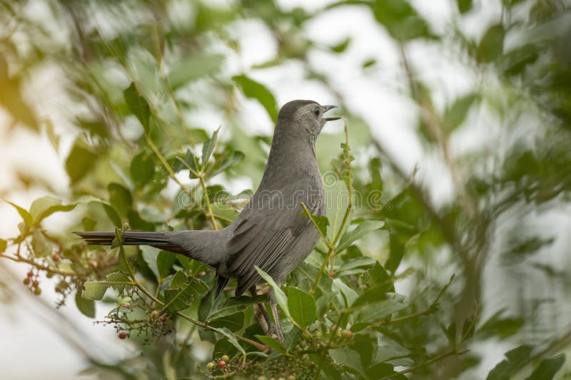 A Gray Catbird Bird Perched on a Tree Branch in Summer Florida Shrubs ...