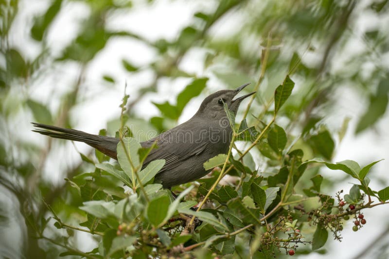 A Gray Catbird Bird Perched on a Tree Branch in Summer Florida Shrubs ...
