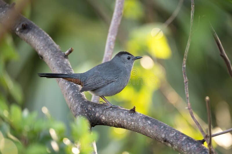 A Gray Catbird Bird Perched on a Tree Branch in Summer Florida Shrubs ...