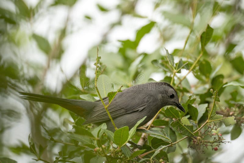 A Gray Catbird Bird Perched on a Tree Branch in Summer Florida Shrubs ...