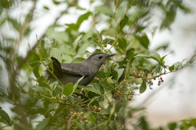 A Gray Catbird Bird Perched on a Tree Branch in Summer Florida Shrubs ...