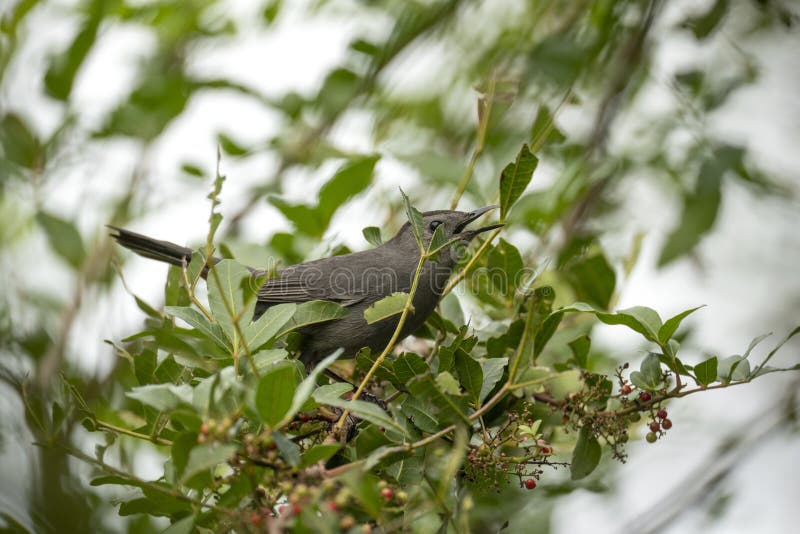 A Gray Catbird Bird Perched on a Tree Branch in Summer Florida Shrubs ...