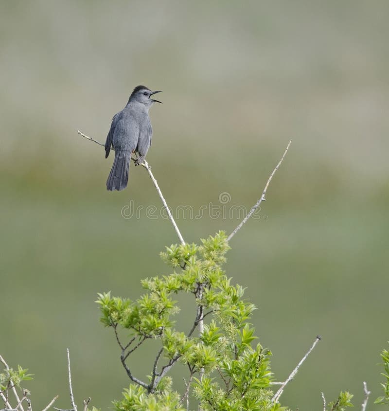 Gray Catbird Callout Stock Photos - Free & Royalty-Free Stock Photos ...