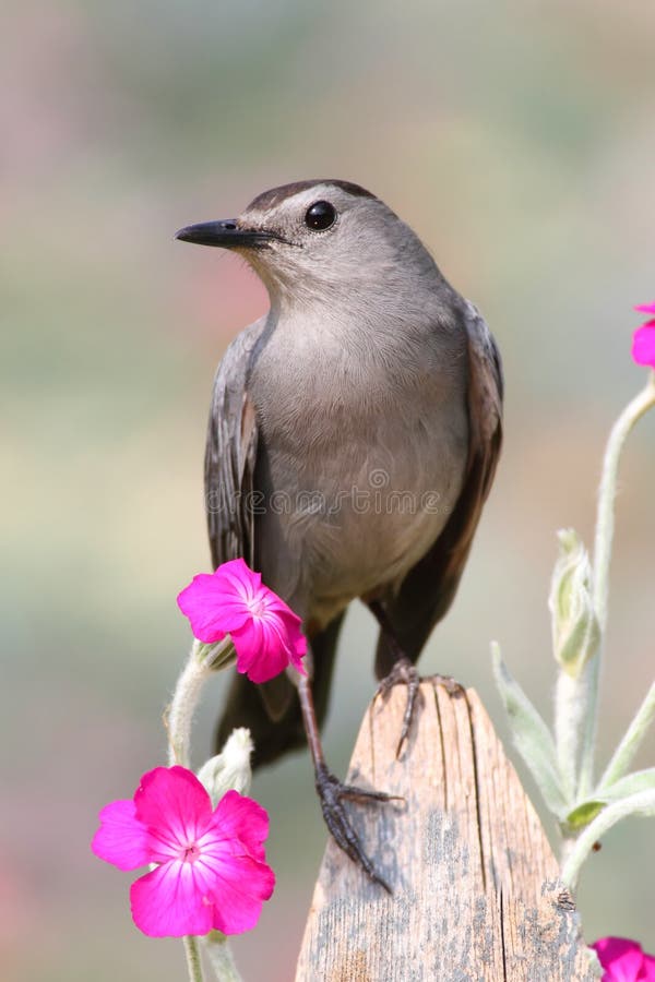 Gray Catbird Dumetella Carolinensis Stock Image - Image of gray ...