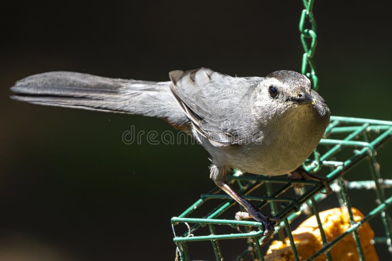 Detailed Gray Catbird stock photo. Image of detail, animal - 379449516