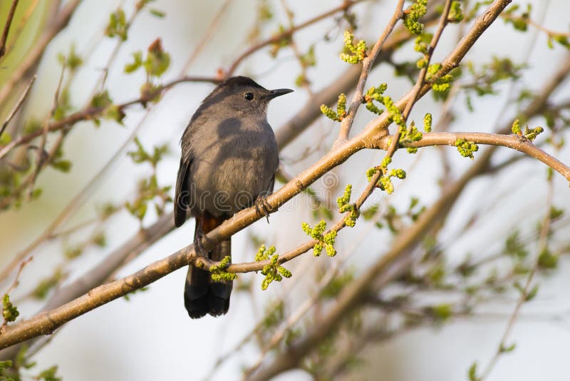 Gray Catbird in a Mulberry Tree Stock Photo - Image of song, catbird ...