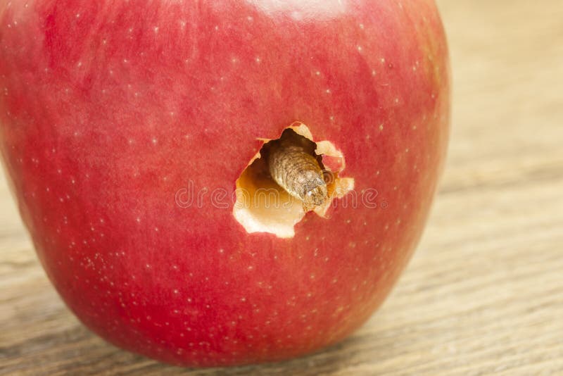 A Caterpillar Climbs Out of a Hole in a Red Apple Stock Image - Image ...