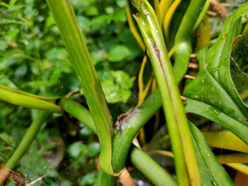 118 Gray Caterpillar Crawling Stock Photos - Free & Royalty-Free Stock ...