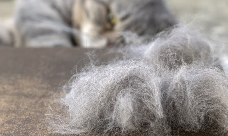 Gray Cats Wool in Front of Lazy Lying Cat. Stock Image - Image of cozy ...