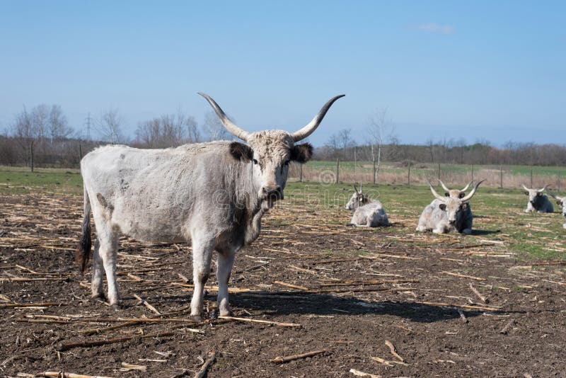 Gray cattle in the farm stock image. Image of green - 176037243