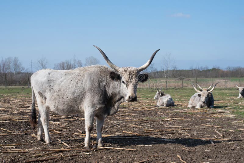 Gray cattle in the farm stock image. Image of gray, livestock - 176037507