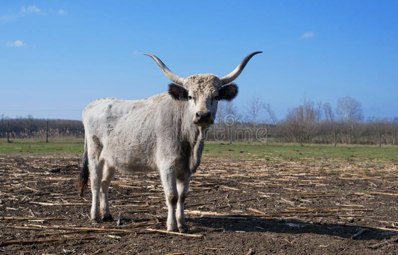 Gray cattle in the farm stock image. Image of gray, livestock - 176037507