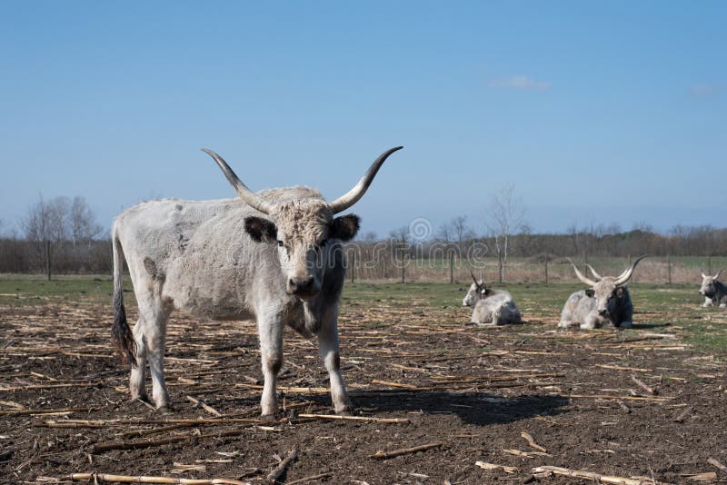 Gray cattle in the farm stock image. Image of horn, background - 176037373
