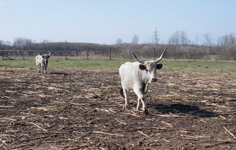 Gray cattle in the farm stock image. Image of horn, background - 176037373