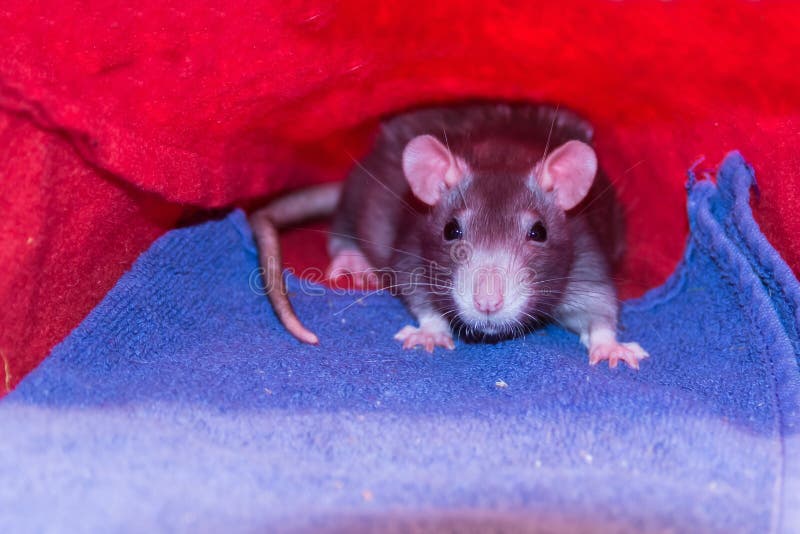 Gray Big Rat Sitting in Female Hands with Copy Space Cute Pet Stock ...
