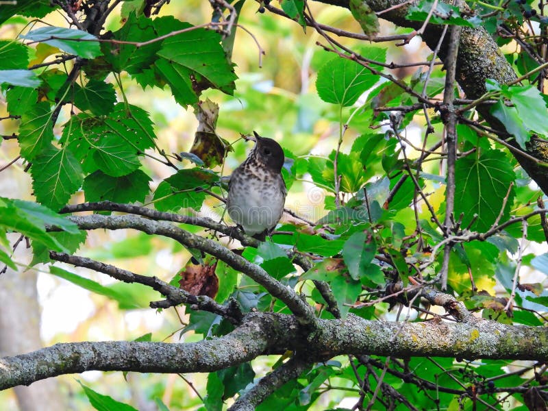 Gray-cheeked Thrush Bird Perched in a Tree Stock Image - Image of tree ...