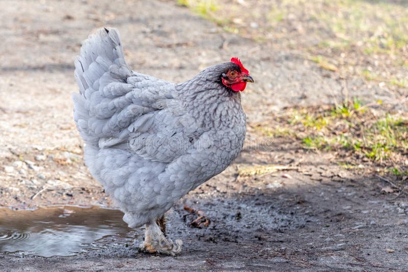 Gray Chicken in the Farm Yard, Breeding Chickens_ Stock Photo - Image ...