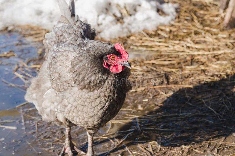 Gray Chicken in the Spring Sunny Courtyard Stock Photo - Image of ...