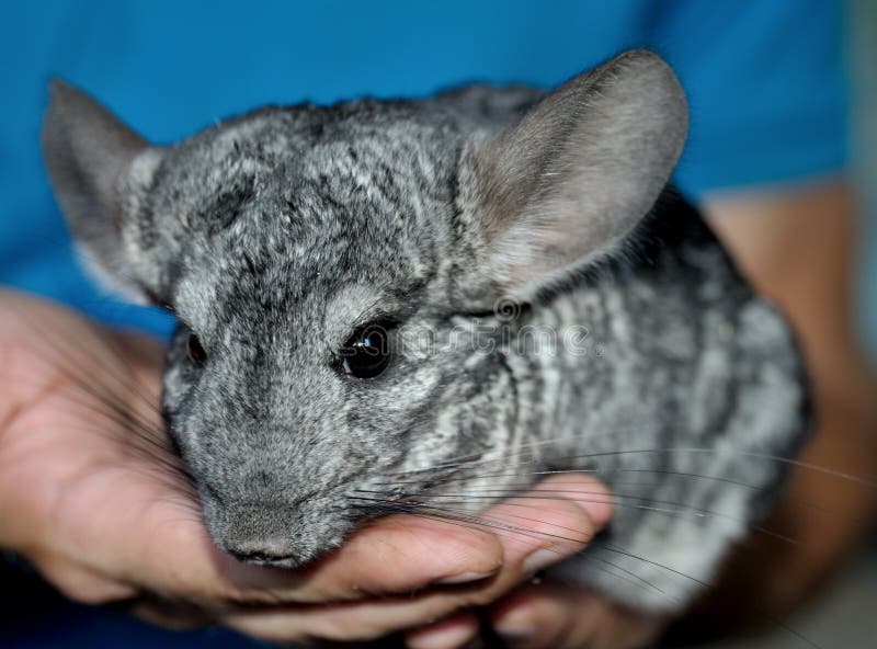Gray Chinchilla on the Hands Stock Photo - Image of rare, manual: 57611368