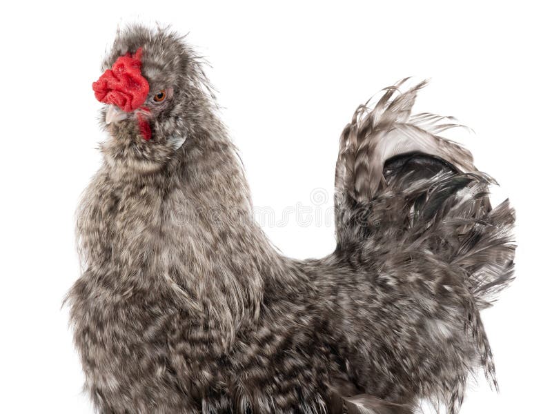 Gray Cockerel Isolated on White Background Stock Image - Image of ...