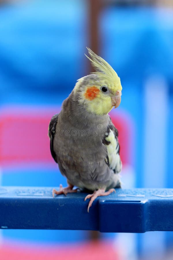 A Gray Cocktail Parrot on a Blue Ladder Stock Image - Image of pretty ...