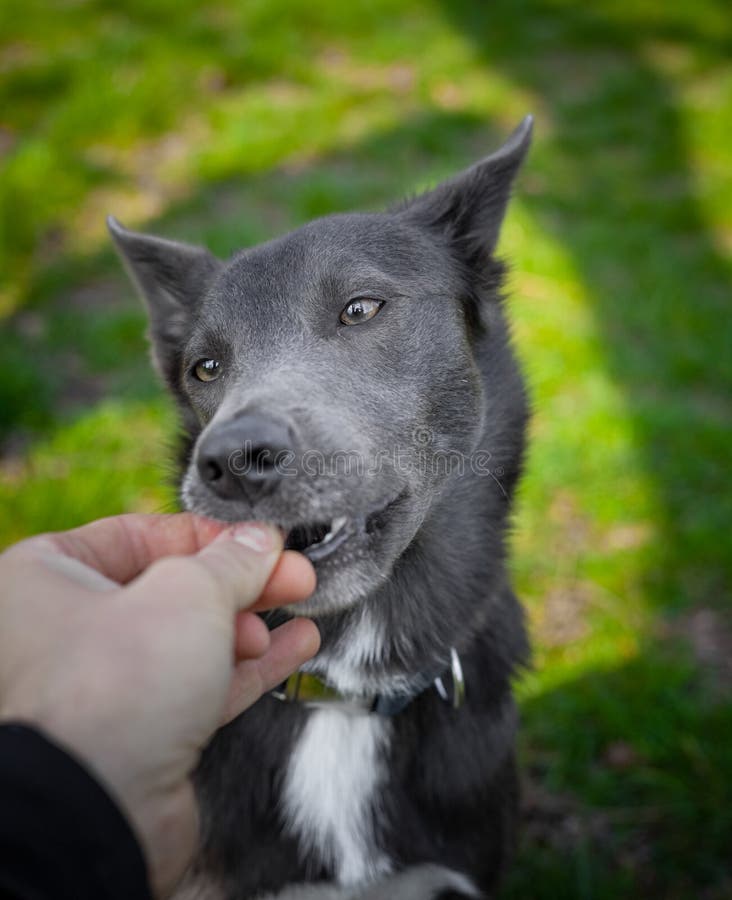 Gray Color Dog Eats Training Snack Stock Photo - Image of female ...