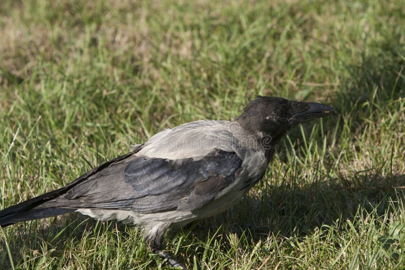 Gray colored crow stock image. Image of forward, wing - 59419661