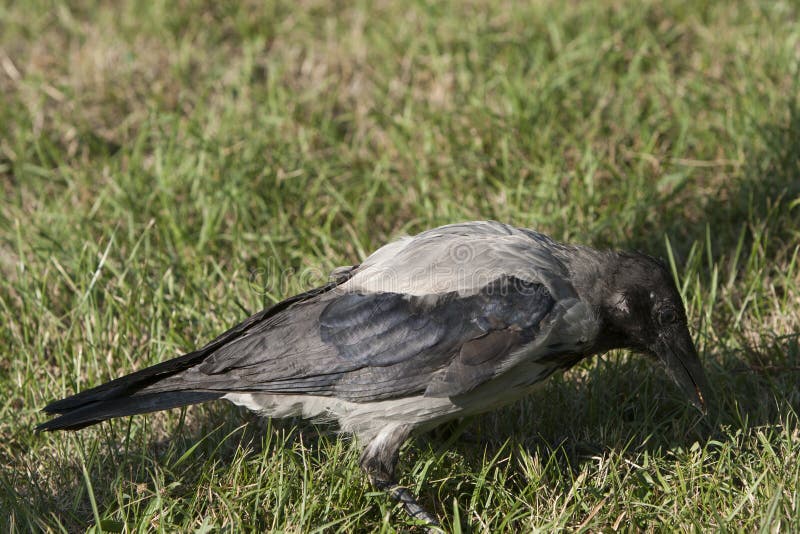 Gray colored crow stock photo. Image of street, bird - 59436134