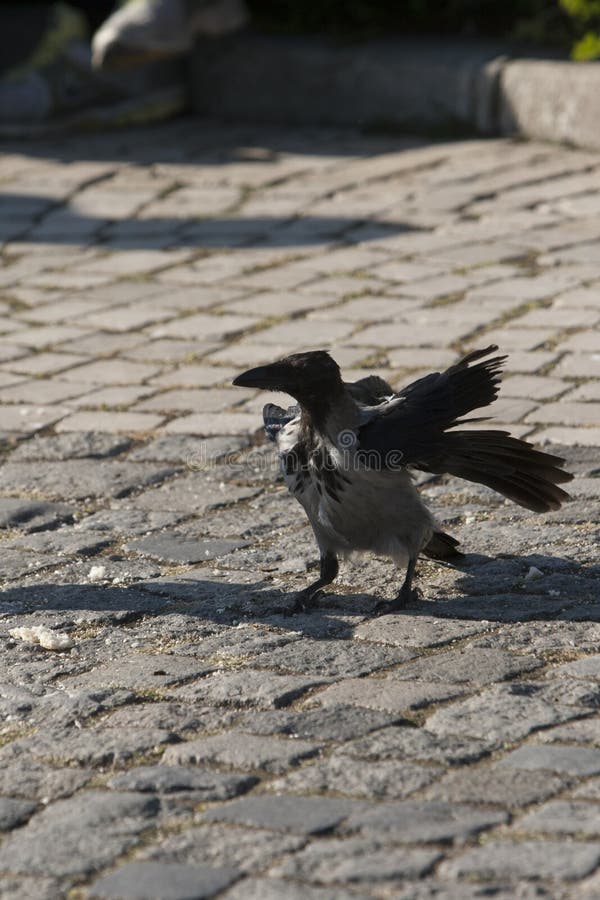 Gray colored crow stock photo. Image of street, wings - 59419672