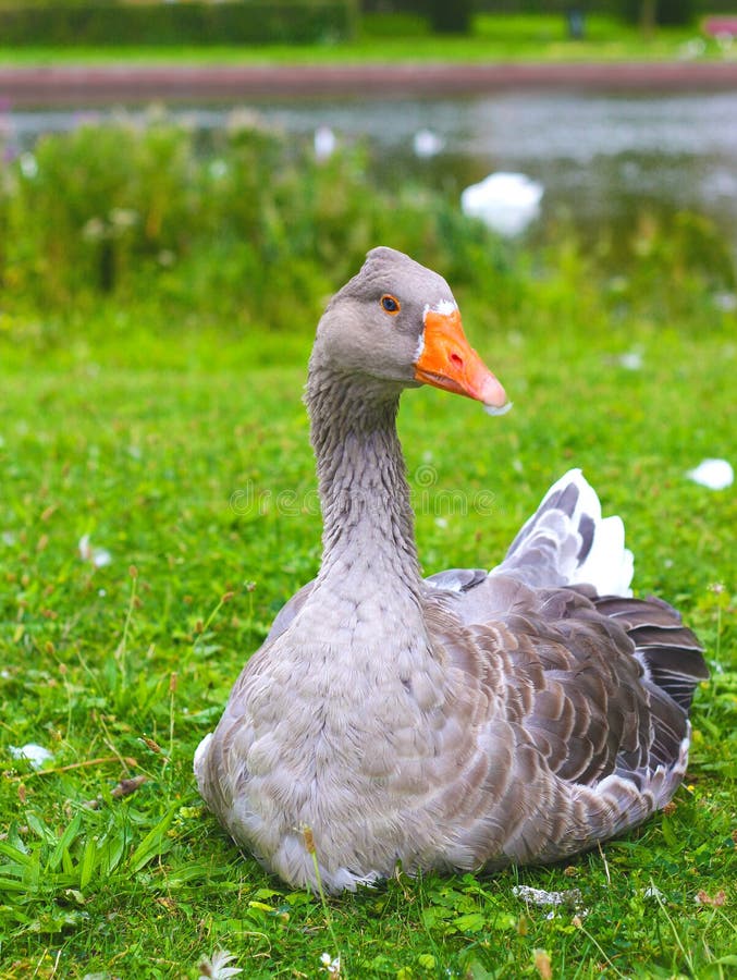 Gray Colored Duck Lying on the Grass, in the Background an Out of Focus ...