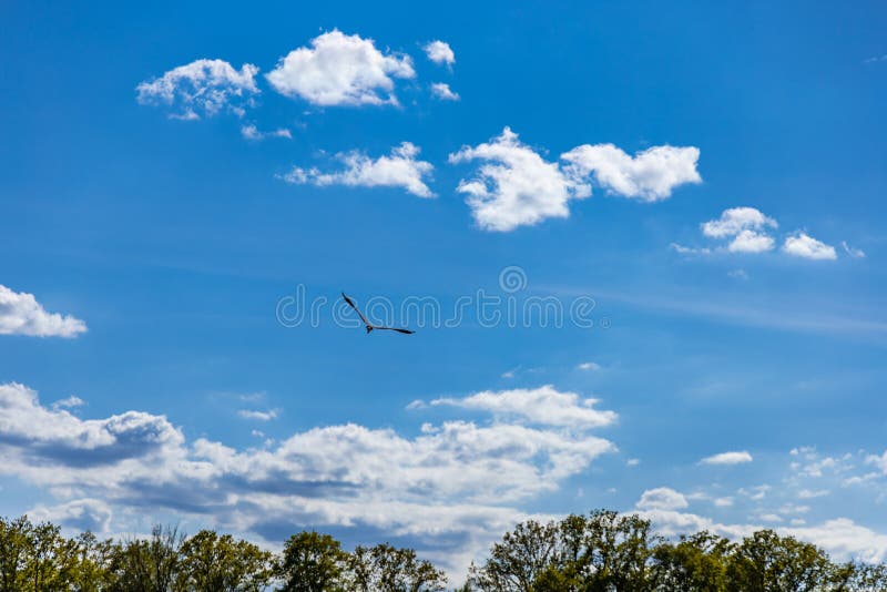 Gray Common Crane Flying Above Trees Stock Photo - Image of silesia ...