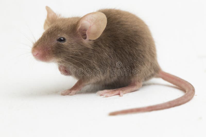 Gray Common House Mouse Isolated on White Background Stock Photo ...
