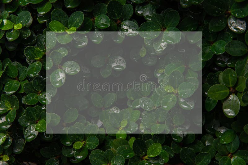 Gray Copy Space for Text with a Background of Fresh Green Leaves Stock ...