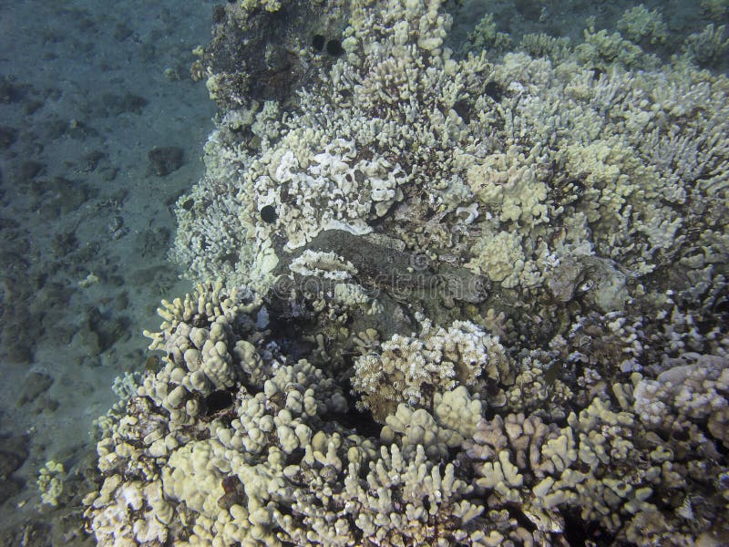 Gray coral stock image. Image of life, crystal, bottom - 34849621