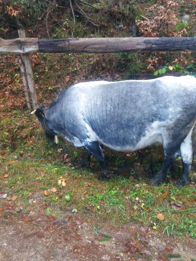 Gray cow gray stock photo. Image of woodland, wildlife - 184217310