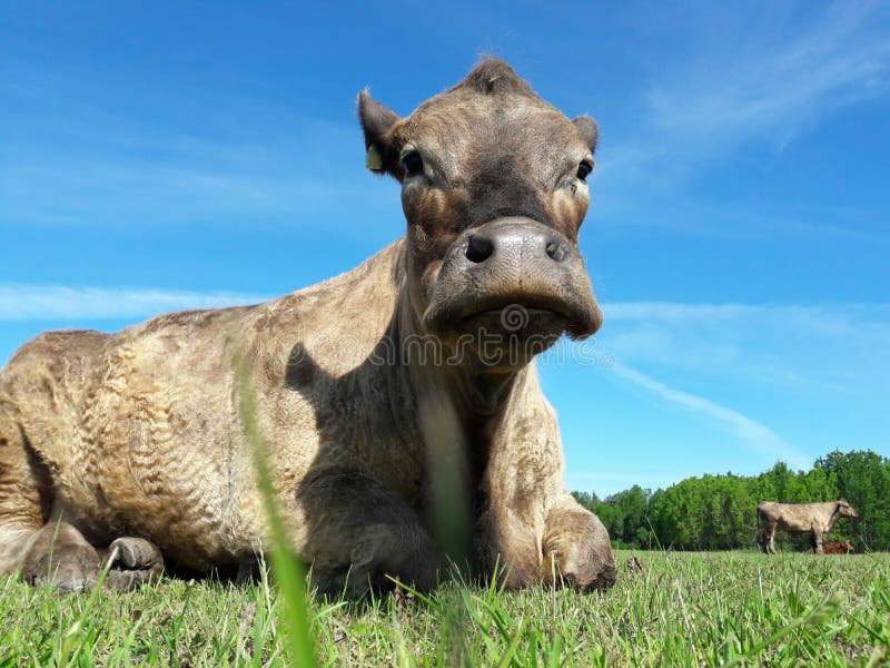 Gray Cow Looks and Relaxed in the Field Summer Stock Photo - Image of ...