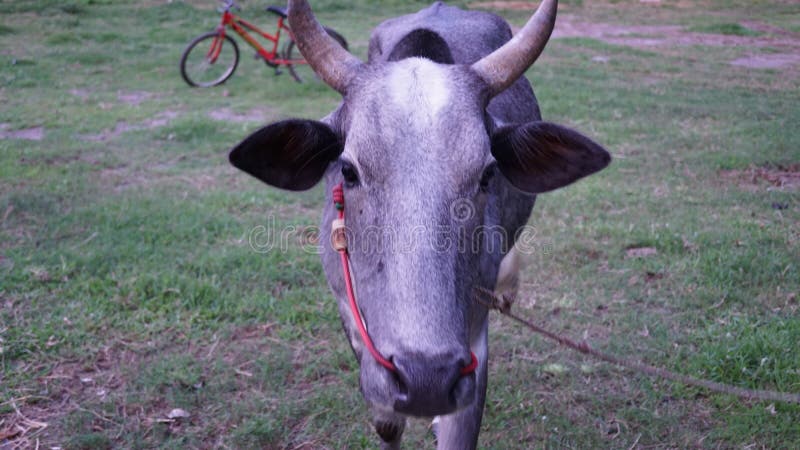 This Gray Cow is Very Beautiful. Stock Photo - Image of animal, wild ...