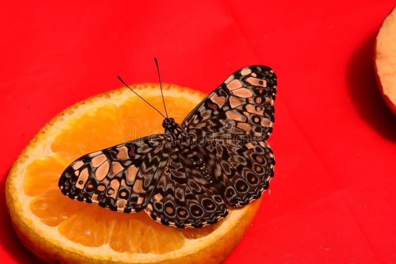 Red Cracker Butterfly,aka,Hamadryas Amphinome Stock Photo - Image of ...