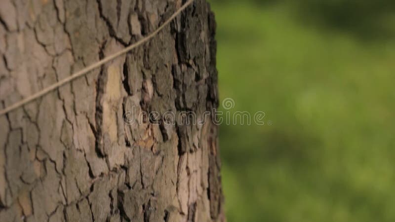 Gray Craft Thread on a Tree Trunk, Tree Decoration, Thread Wound on a ...