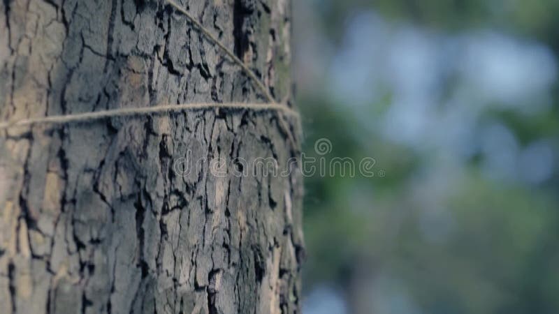 Gray Craft Thread on a Tree Trunk, Tree Decoration, Thread Wound on a ...