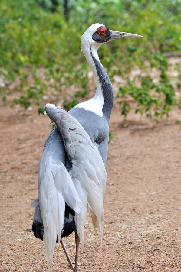 Gray crane stock image. Image of graceful, head, beautiful - 23549059