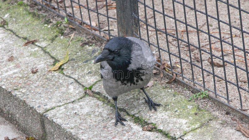 Gray crow bird stock image. Image of tranquil, bird - 161586891
