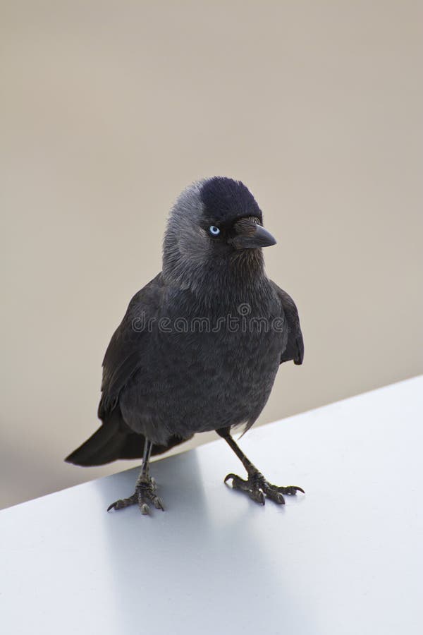 376 Black Crow Blue Eyes Stock Photos - Free & Royalty-Free Stock ...
