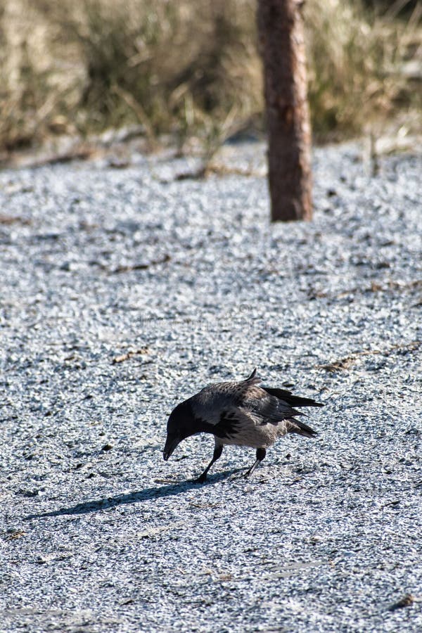 Gray Crow (Corvus Tristis) in the Forest Stock Image - Image of tristis ...